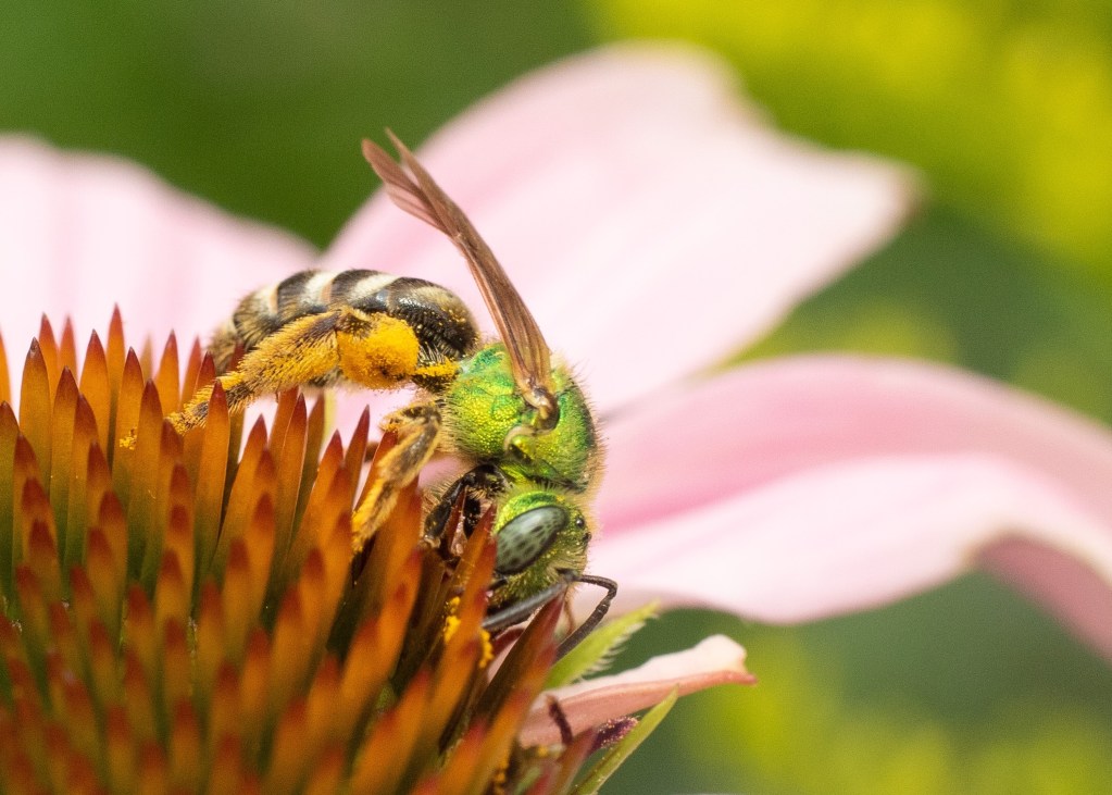 Agapostemon – Bee Watching