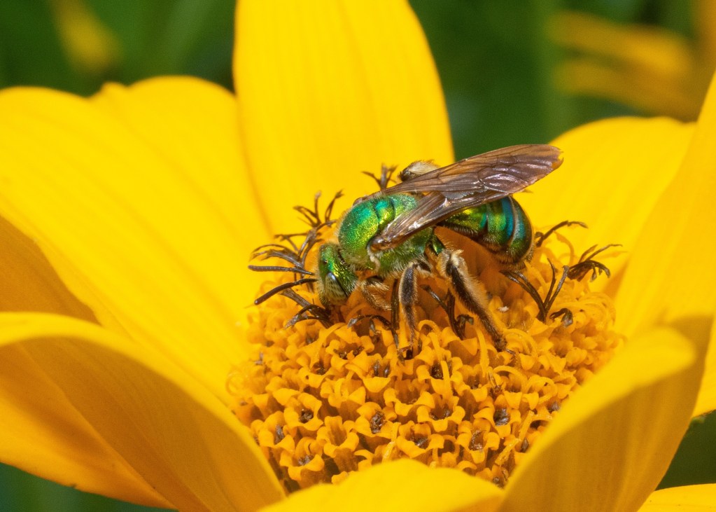 Agapostemon – Bee Watching