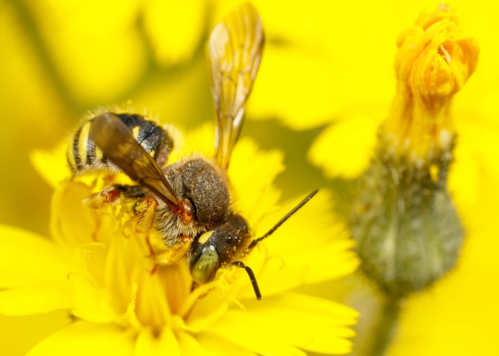 Anthidium – Bee Watching