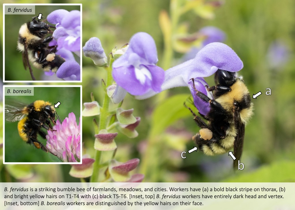 Golden northern bumble bee (Bombus fervidus) – Bee Watching