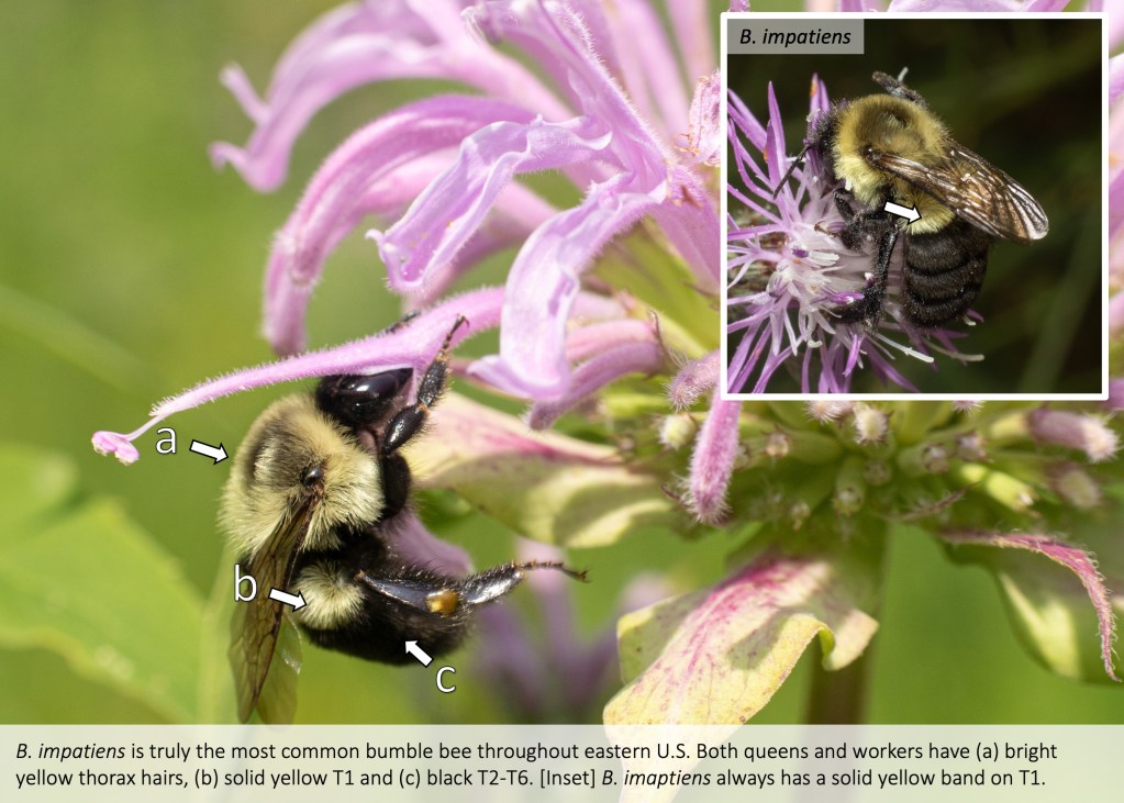 Common eastern bumble bee (Bombus impatiens) – Bee Watching