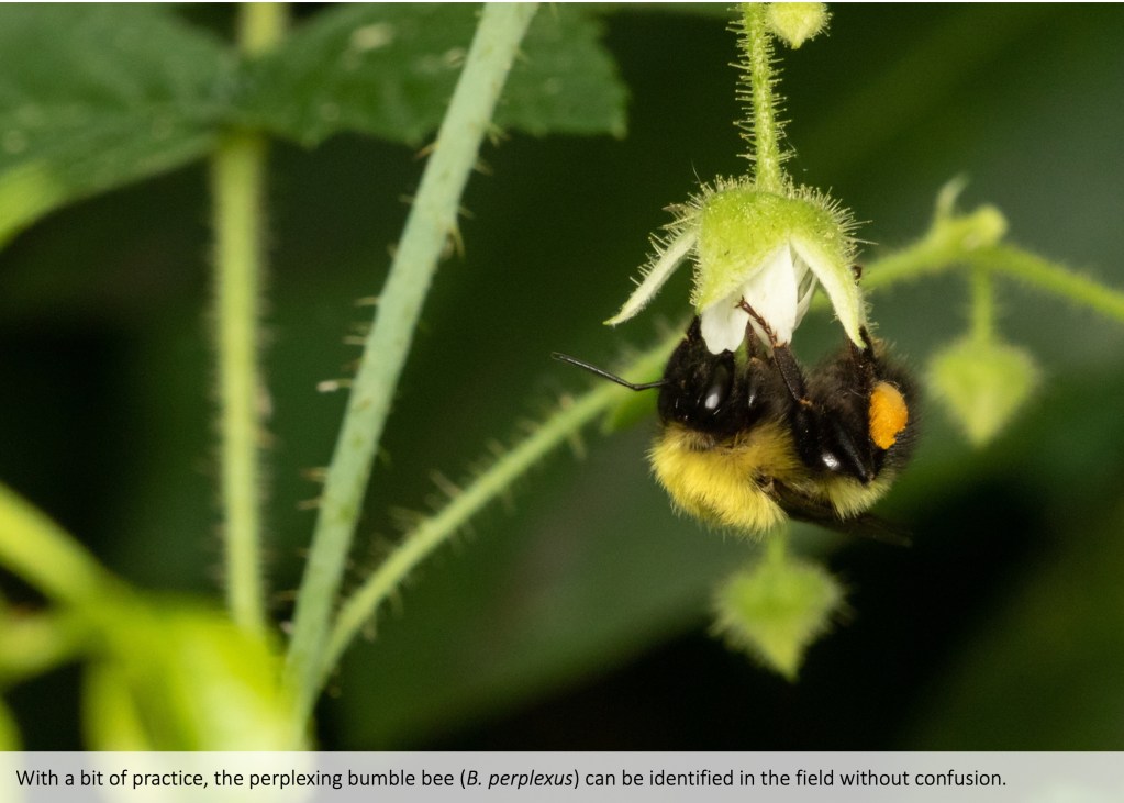 Confusing bumble bee (Bombus perplexus) – Bee Watching