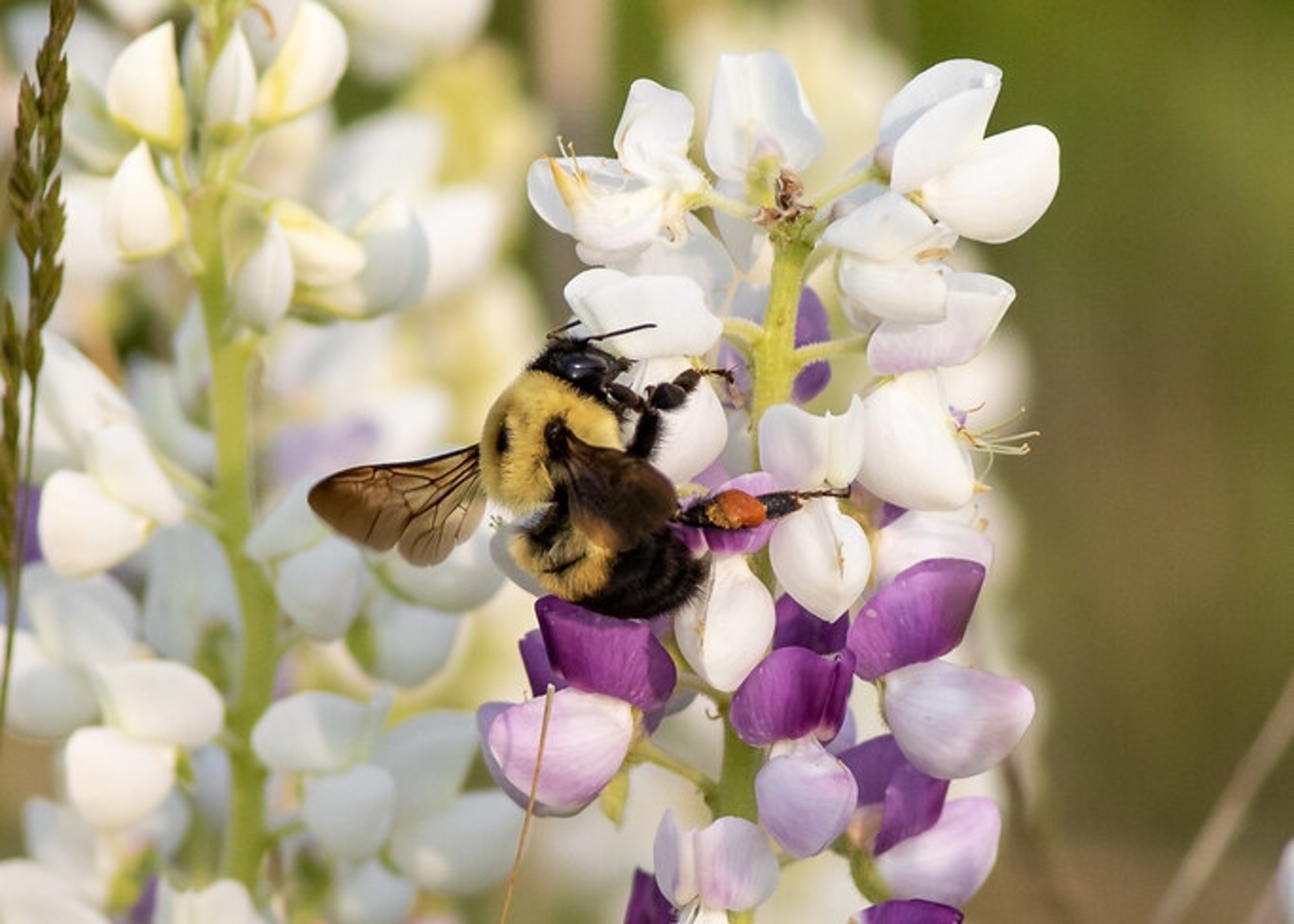 What’s my bee? – Bee Watching