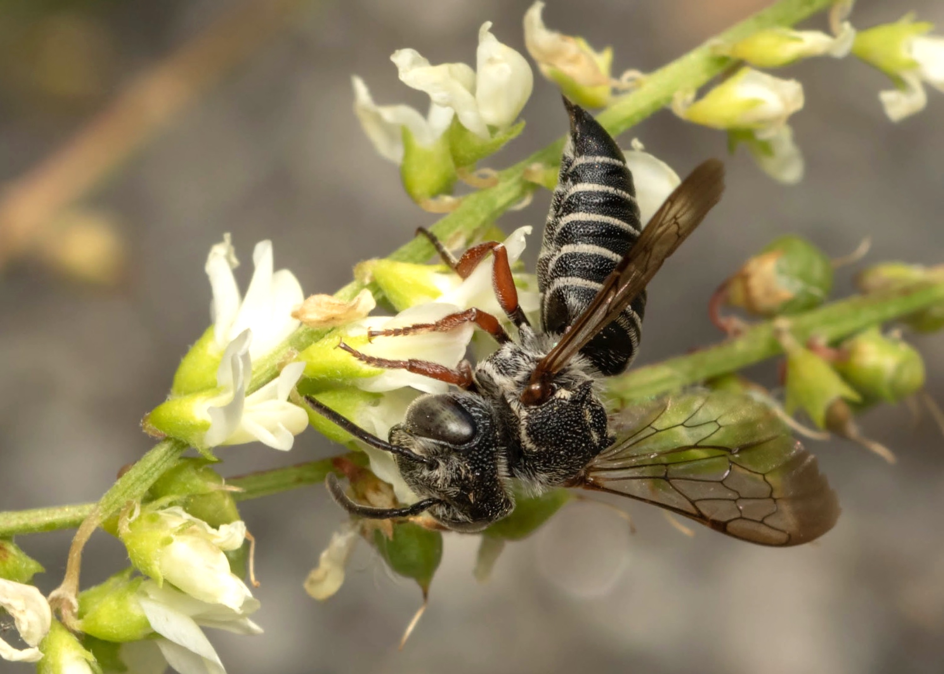 Slender with a pointy abdomen – Bee Watching