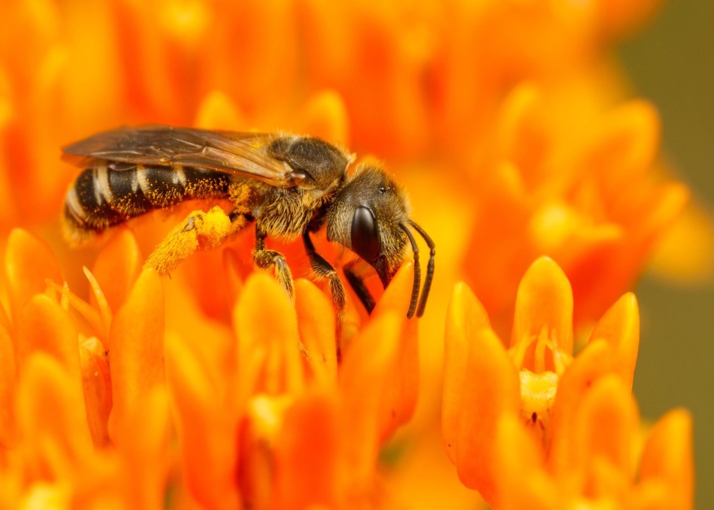 Halictidae – Bee Watching