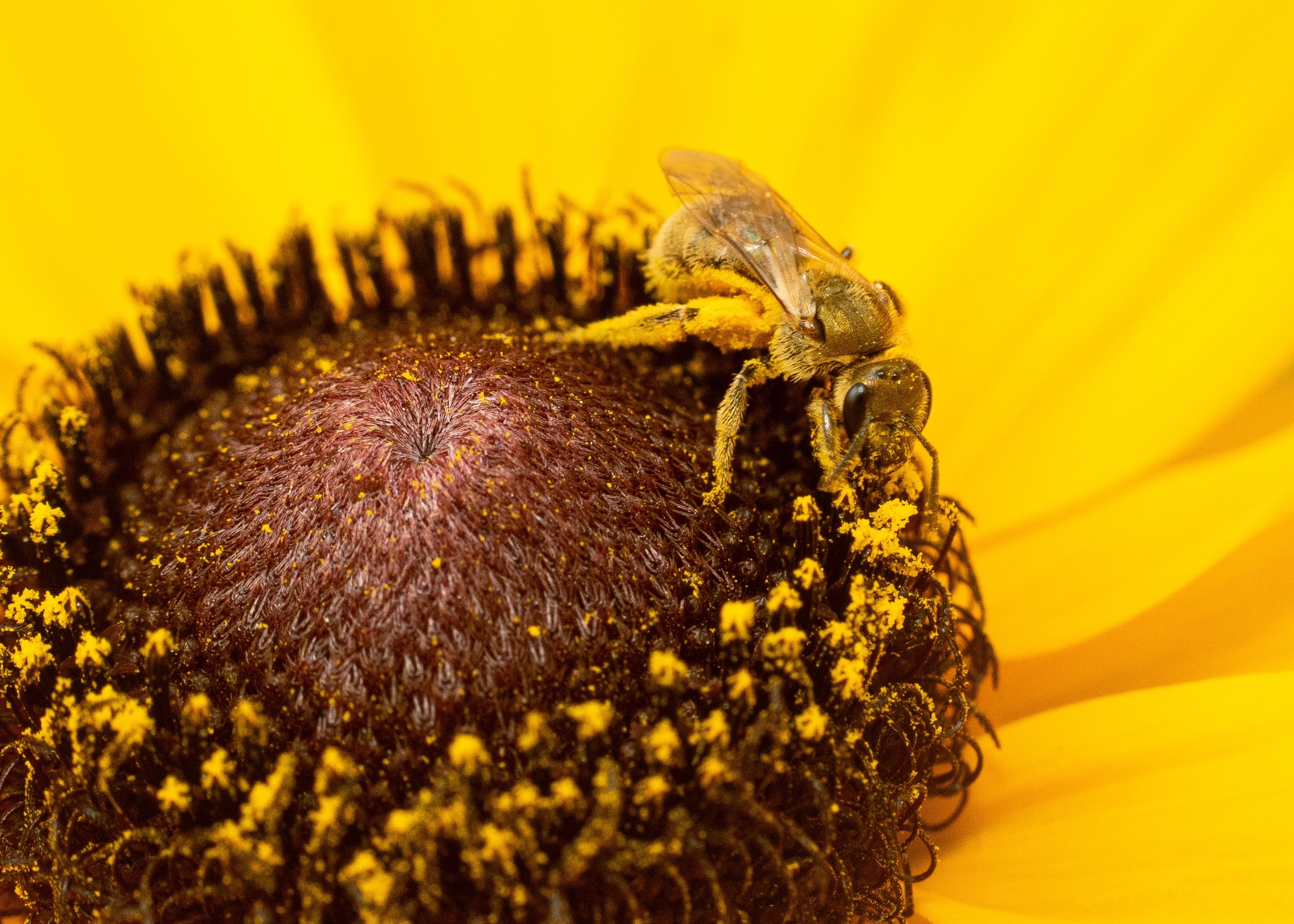 Metallic – Bee Watching