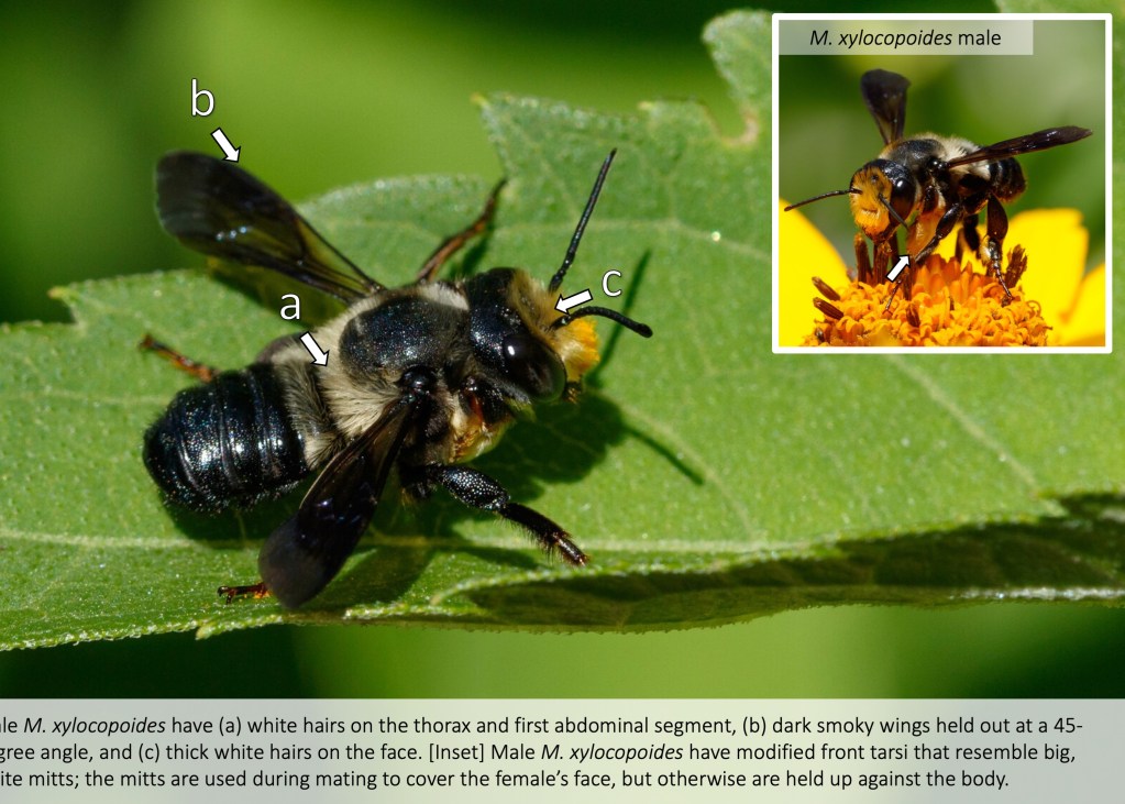 Carpenter-mimic leafcutter bee (Megachile xylocopoides) – Bee Watching
