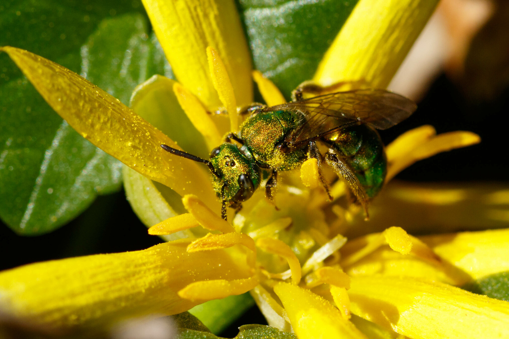 Augochlora – Bee Watching
