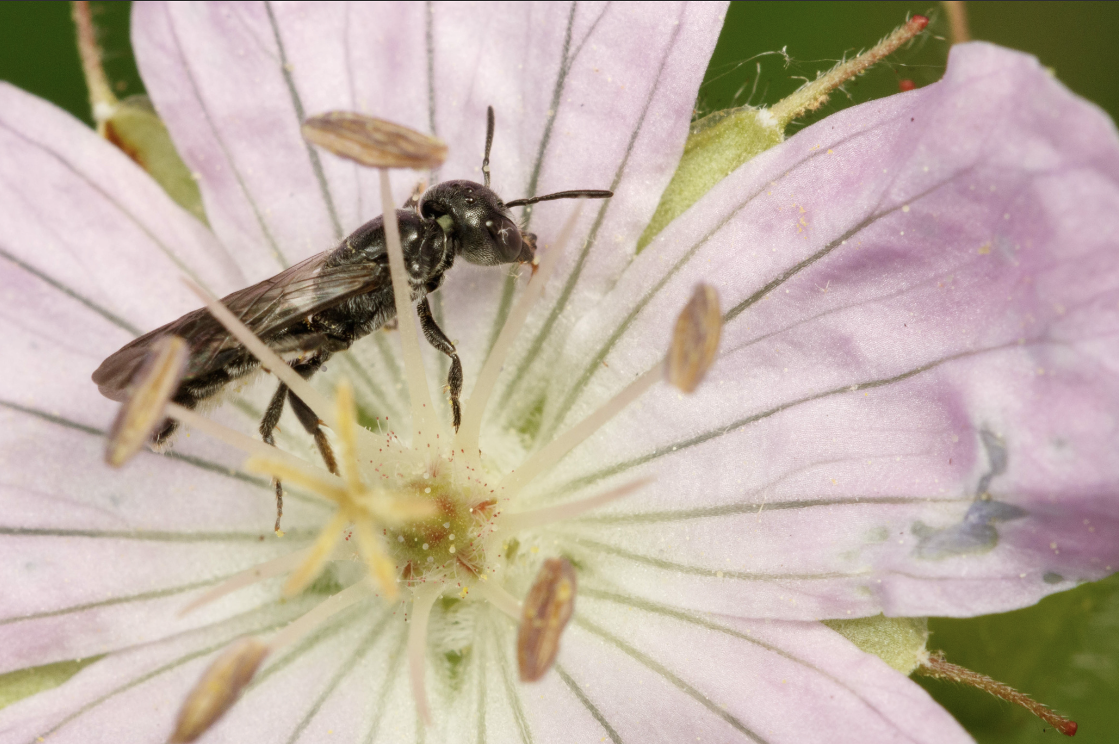 Chelostoma – Bee Watching